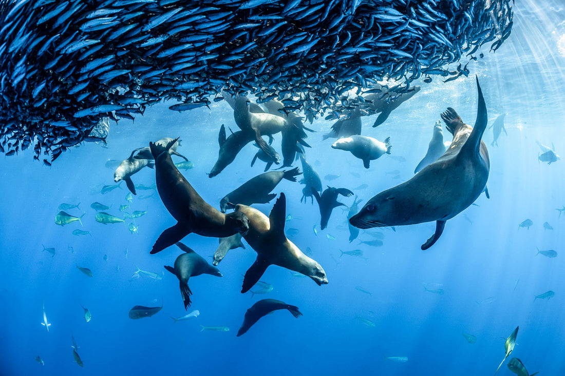 Ocean with David Attenborough | Arksen